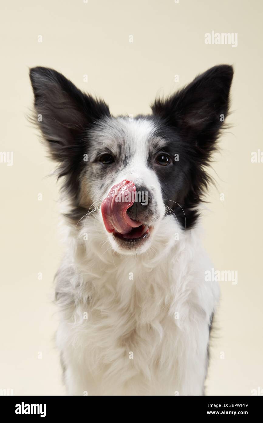 A border collie licks its nose while looking slightly to the side. The ...