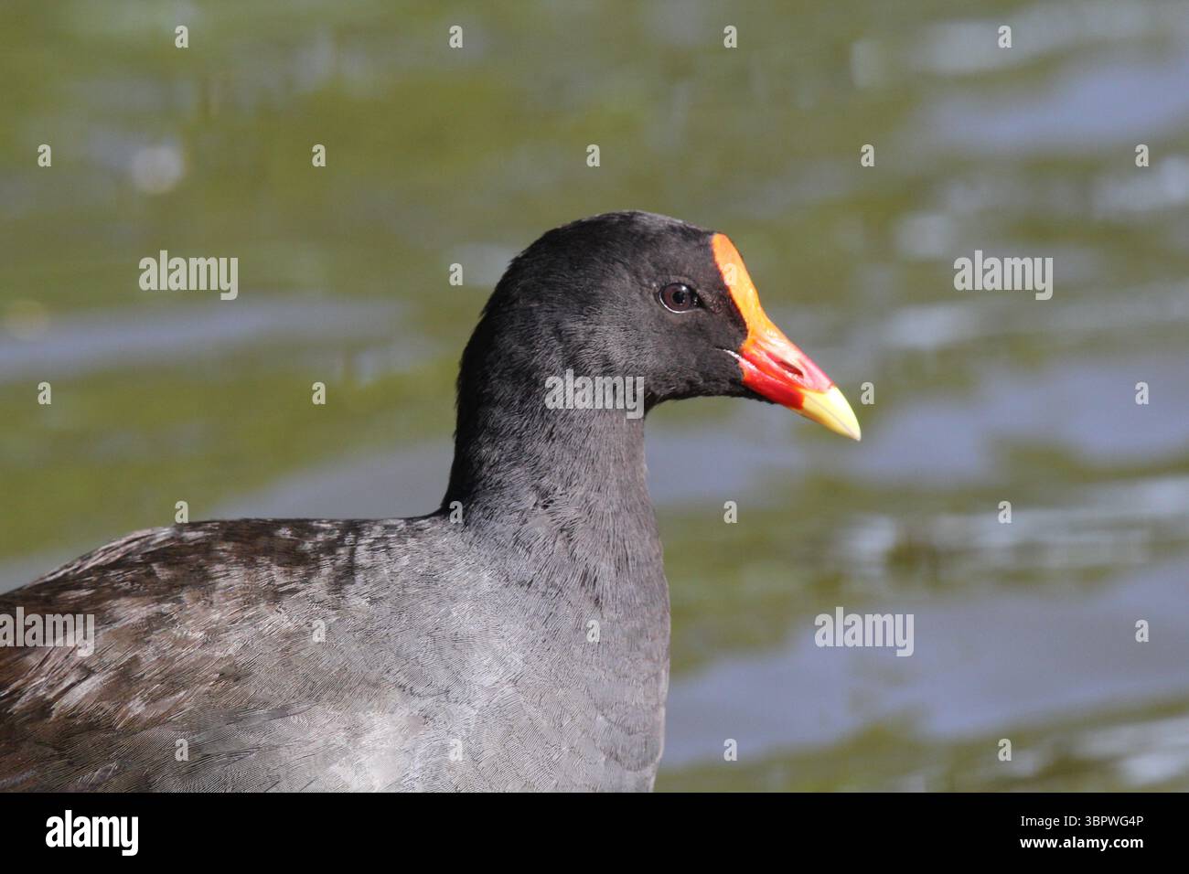 Close up portrait of a dusky moorhen bird next to the water Stock Photo ...