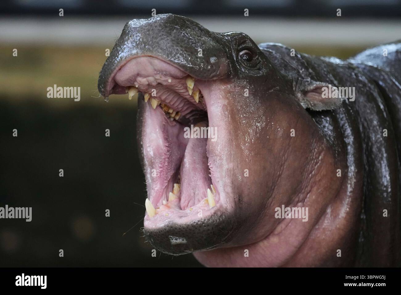 Hippo Moo Deng, which turned one year old, yawns at the Khao Kheow Open ...