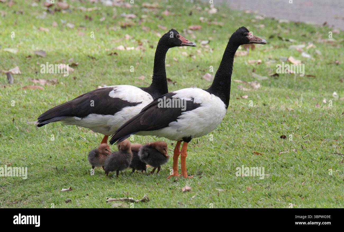 Family of two adult magpie geese birds with their babies standing on ...