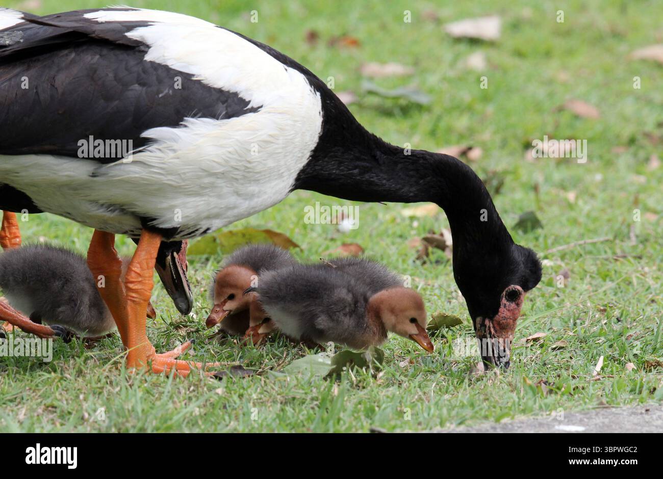 Adult magpie goose with its baby chicks foraging for food in the grass ...