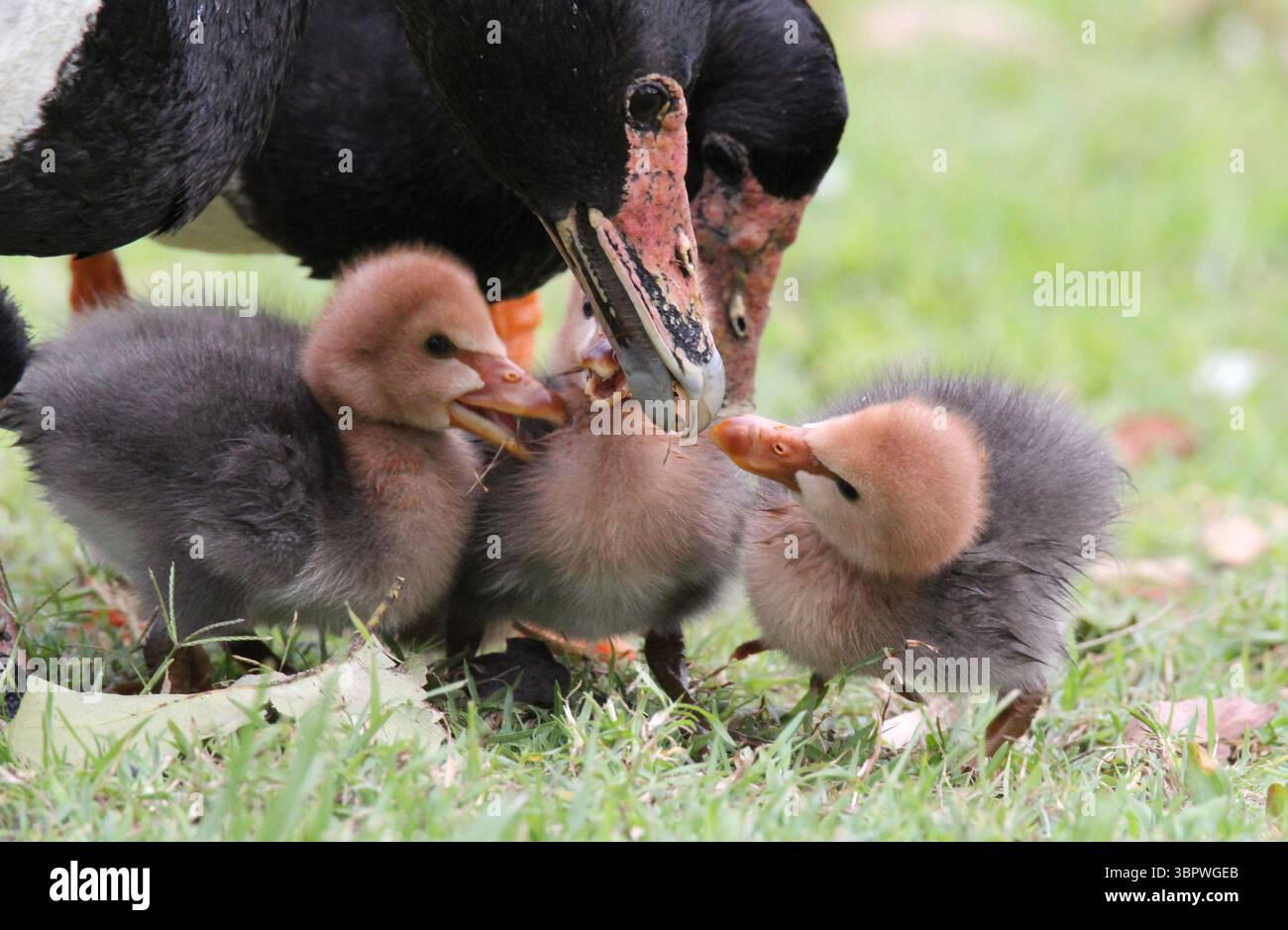 Magpie goose and chicks hi-res stock photography and images - Alamy