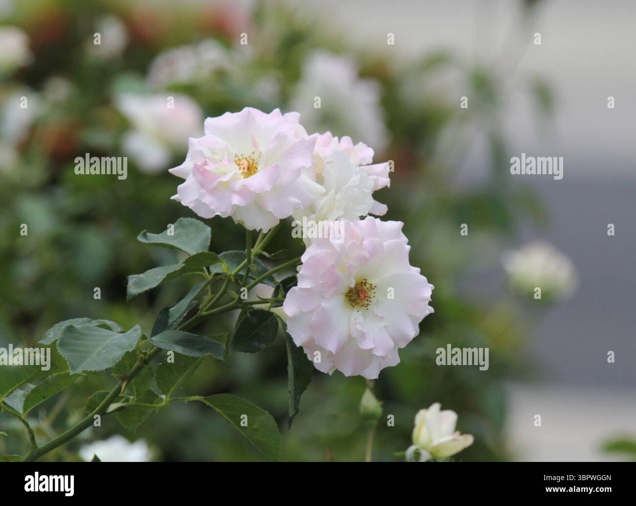 Light pink roses flowers on plants in a garden Stock Photo - Alamy