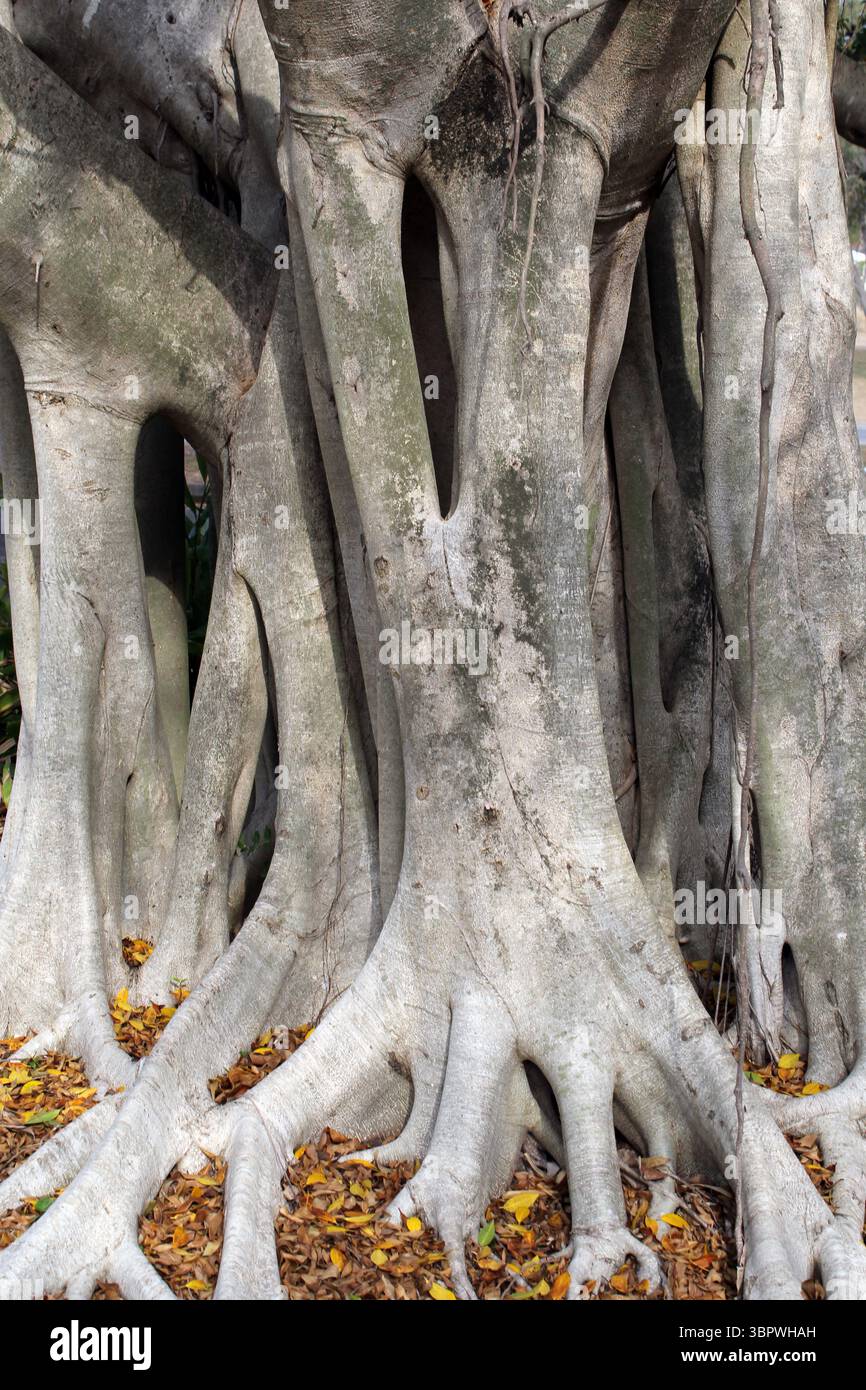 Close up of roots on a fig ficus tree in a forest Stock Photo - Alamy