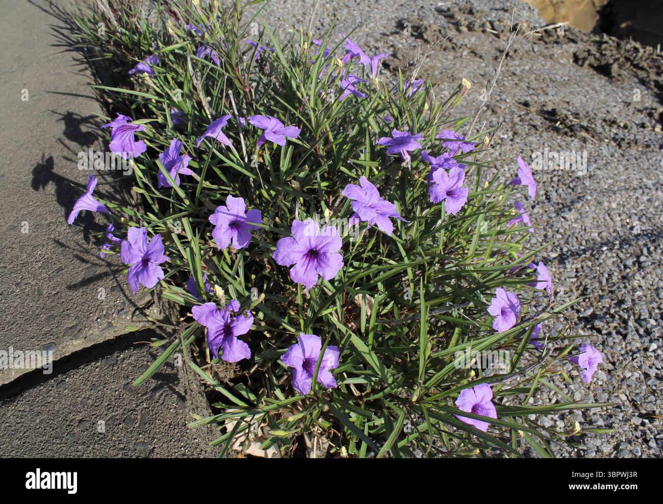 Mexican petunia (Ruellia simplex) plant growing amongst concrete Stock ...