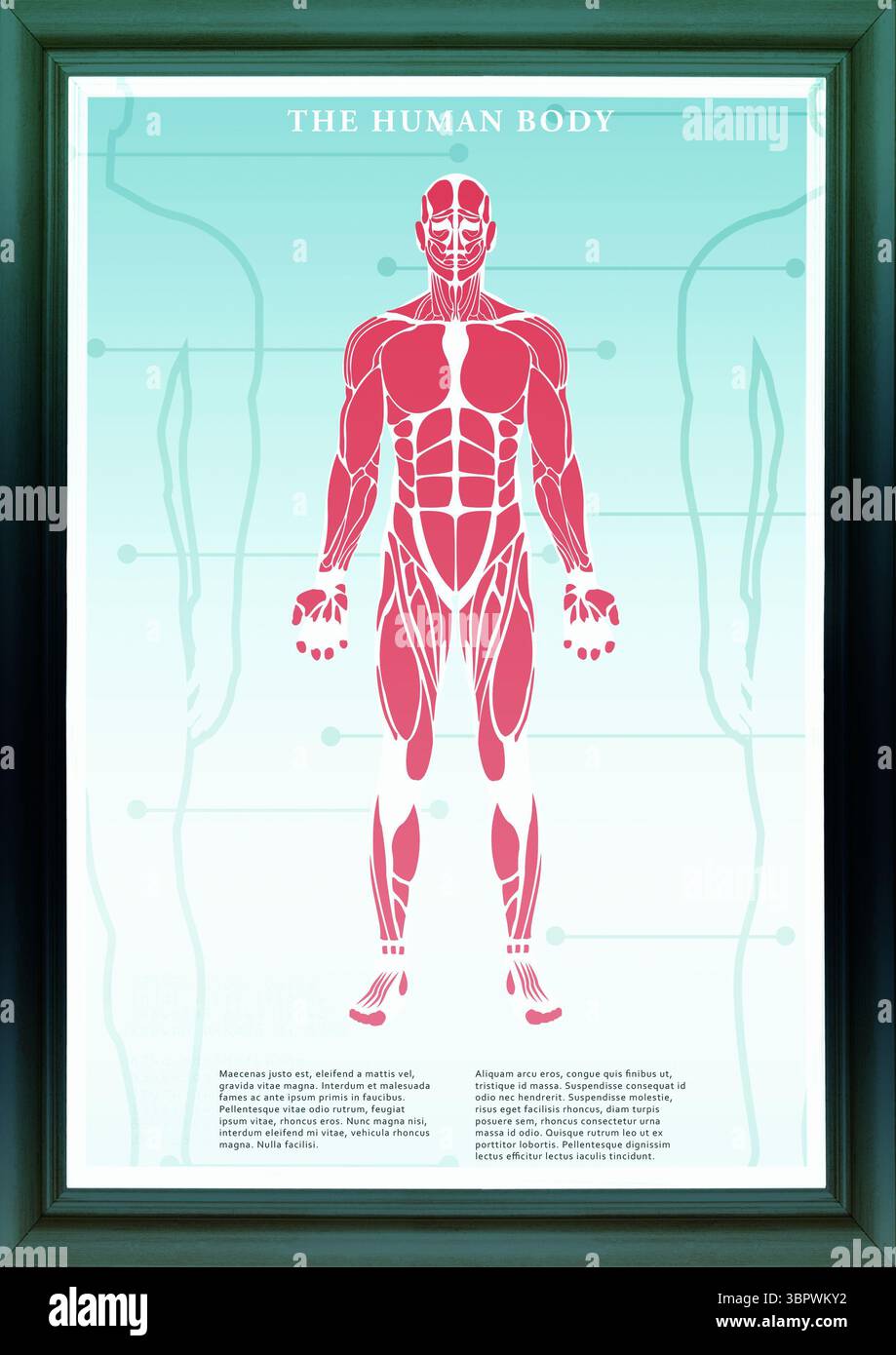 Human body muscles in frame Stock Photo - Alamy