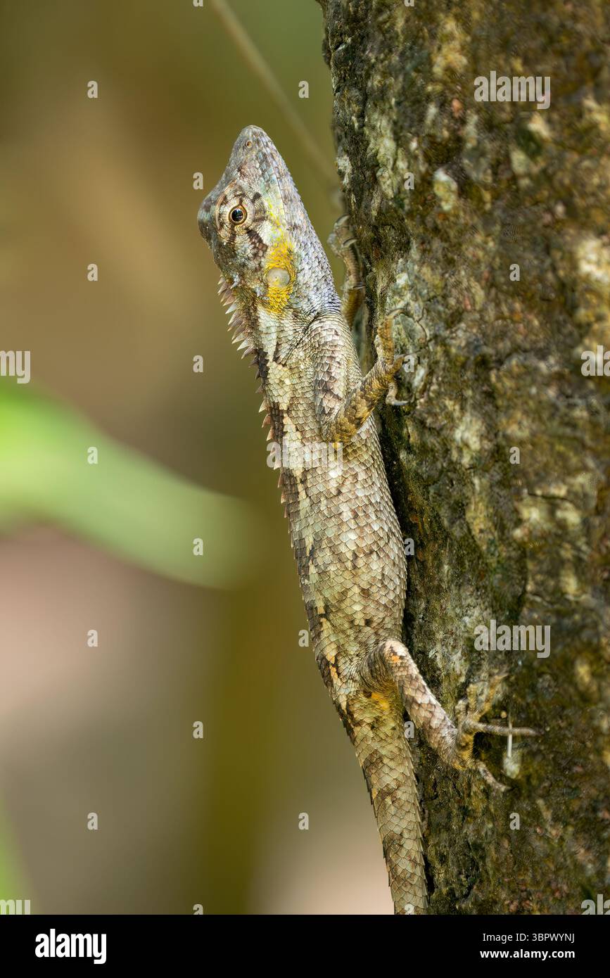Cochinchina lizard - Calotes bachae, beautiful colored agama lizard ...