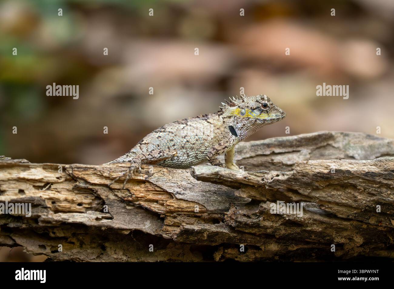 Cochinchina lizard - Calotes bachae, beautiful colored agama lizard ...