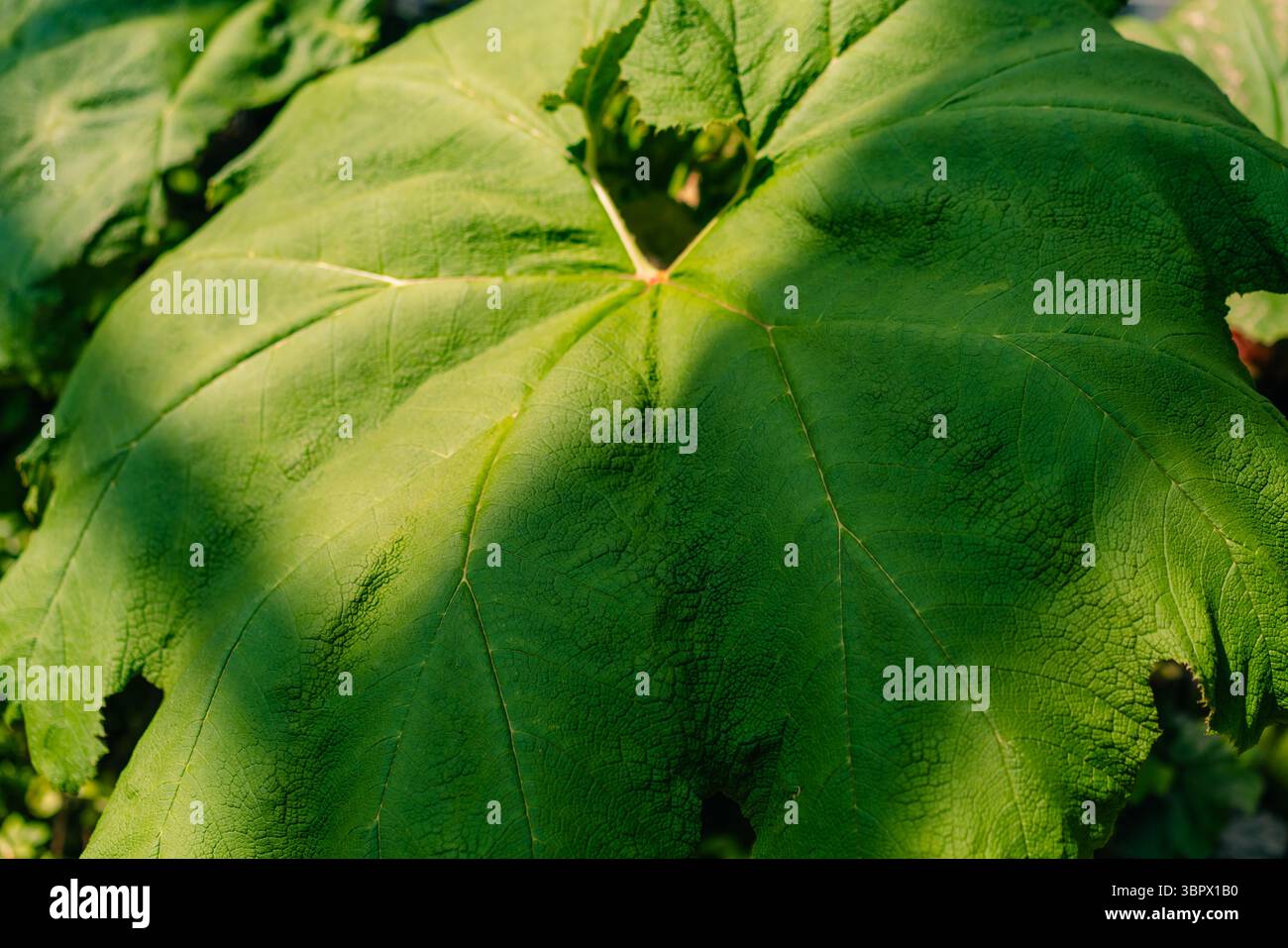 Indian Rhubarb or Umbrella Plant Darmera peltata by a Stream in a Bog ...