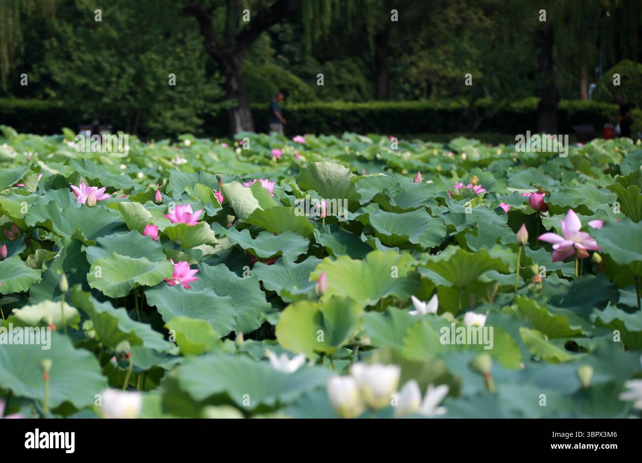 Lotus flowers bloom in Yangzhou City, east China's Jiangsu Province, 7 ...