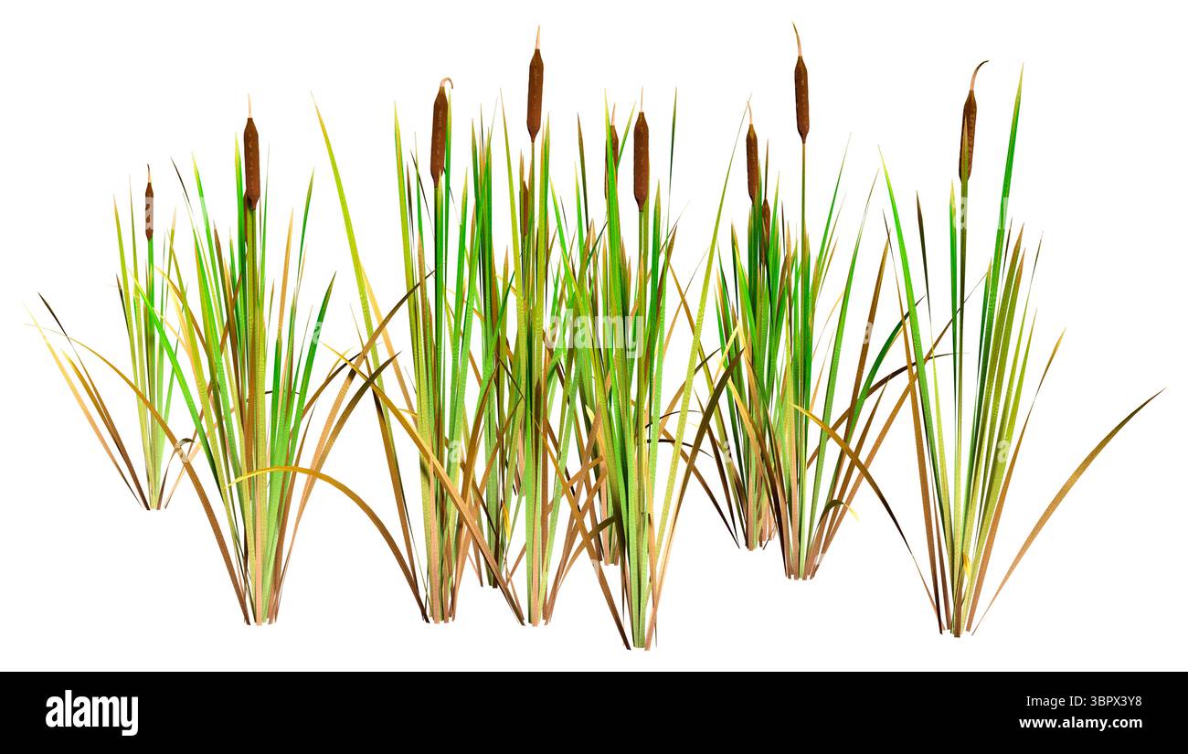 3D rendering of bulrush plants isolated on white background Stock Photo ...