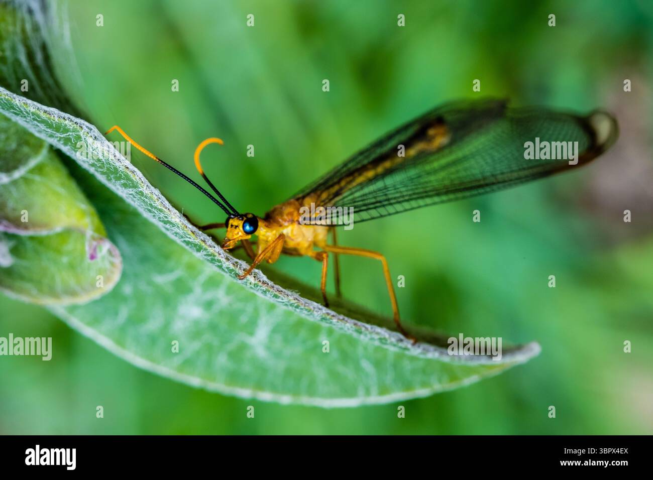 Lacewing on black hi-res stock photography and images - Alamy