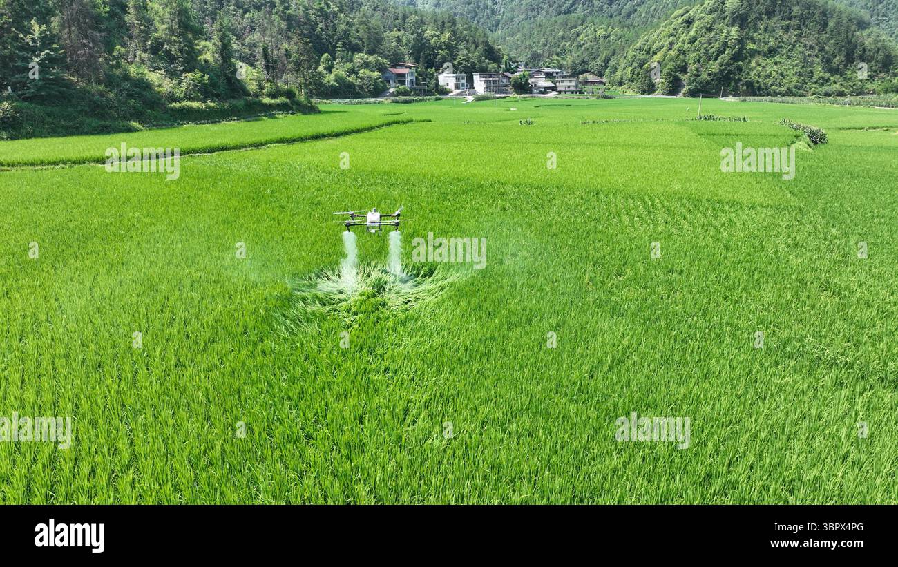 Aerial photo shows the rural scenery in Chongqing, China, 7 July, 2025 ...