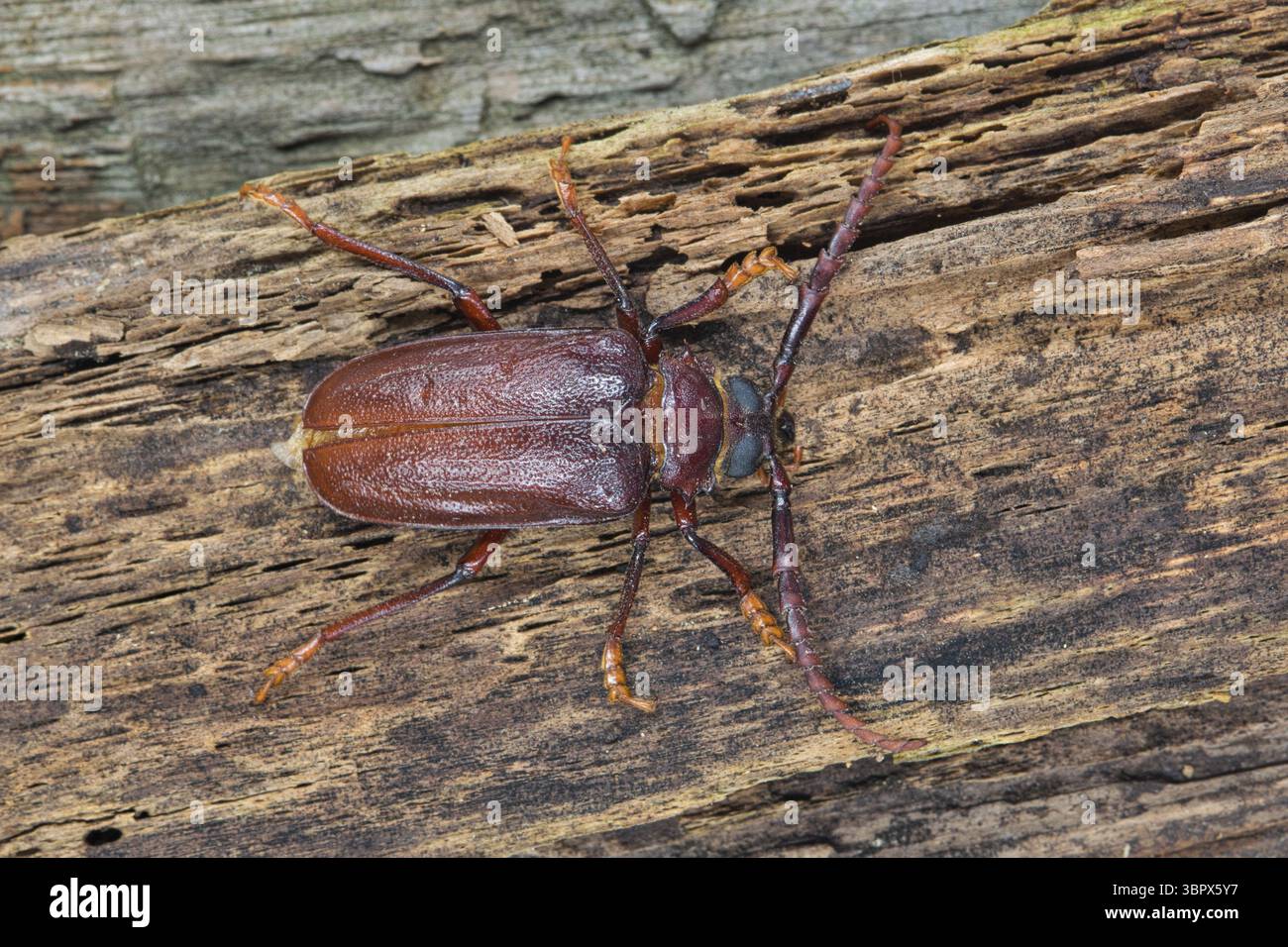 Tooth-necked longhorn beetle insect Prionus pocularis on rotting wood ...