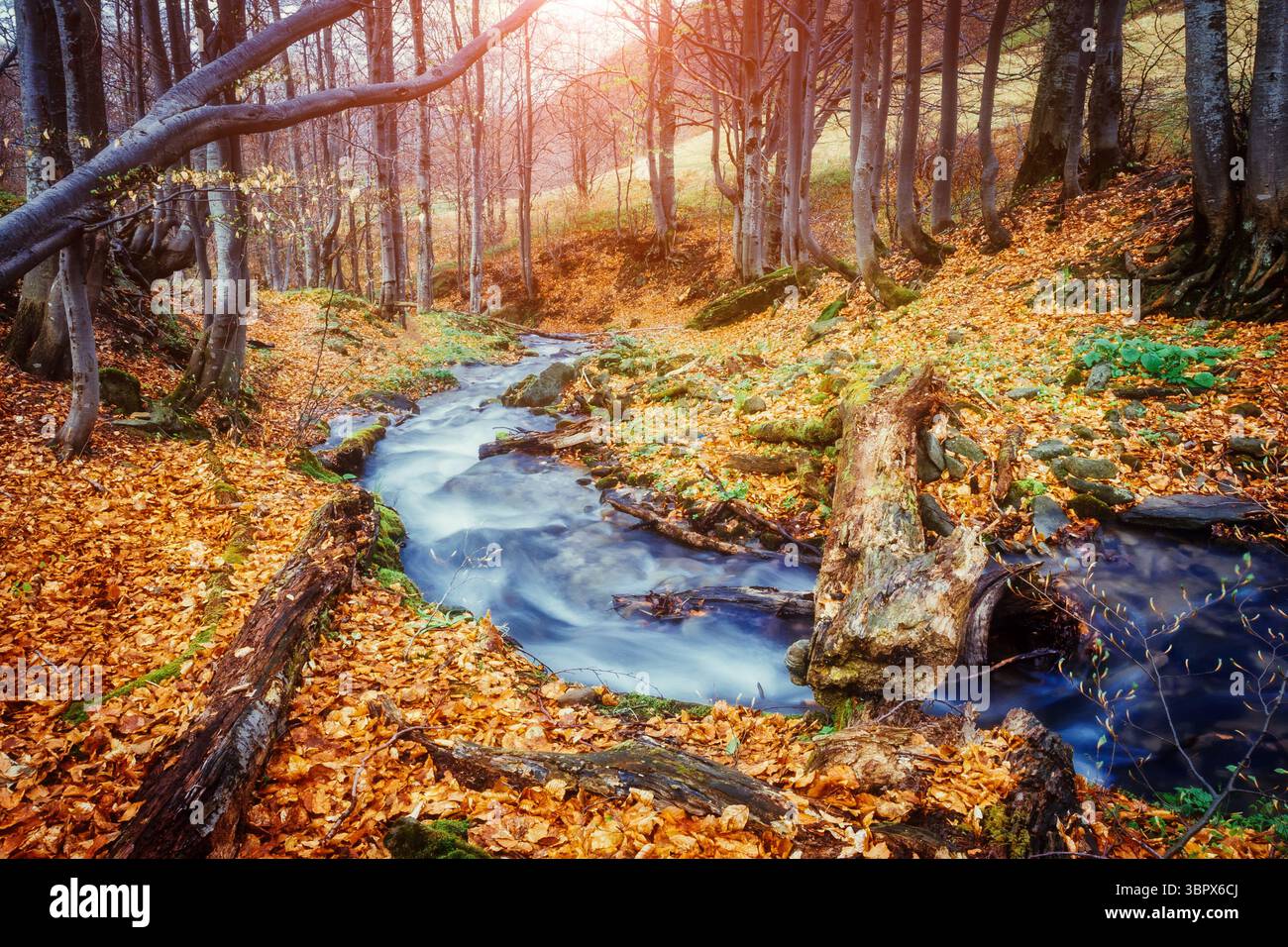 Fantastic carpet of yellow leaves in the forest glowing sunlight ...