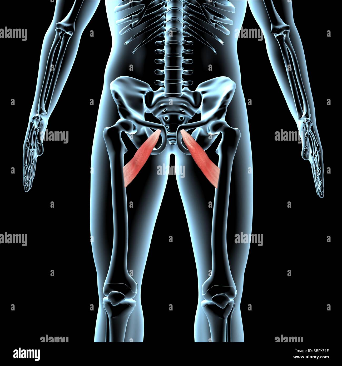 This 3d illustration shows the adductor brevis muscles anatomical ...