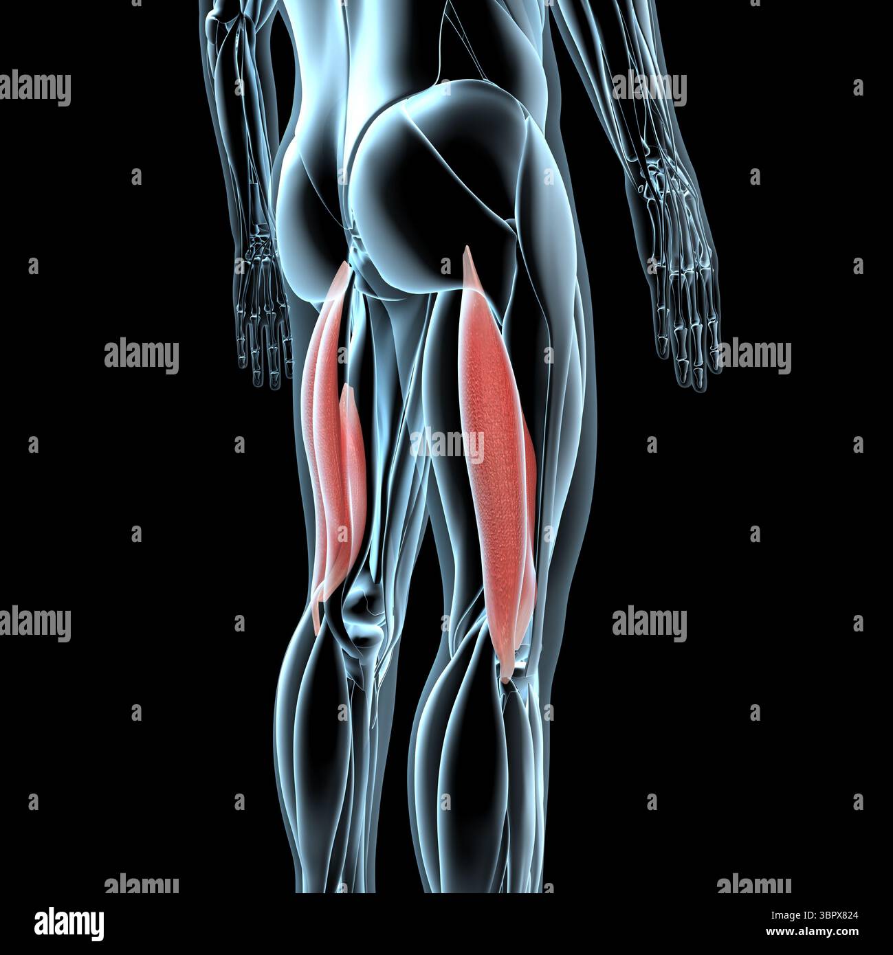 This 3d illustration shows a view of the bicep femoris muscles on xray ...