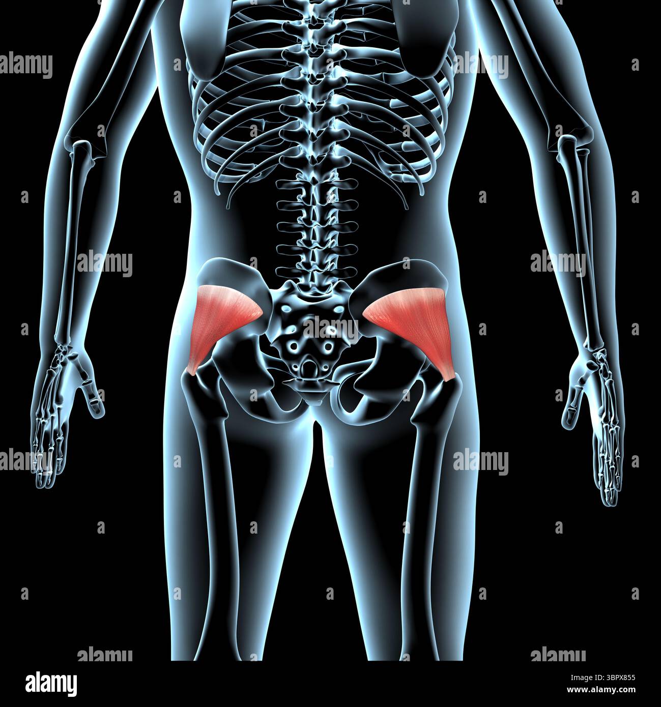 Anatomy of human buttocks hi-res stock photography and images - Alamy