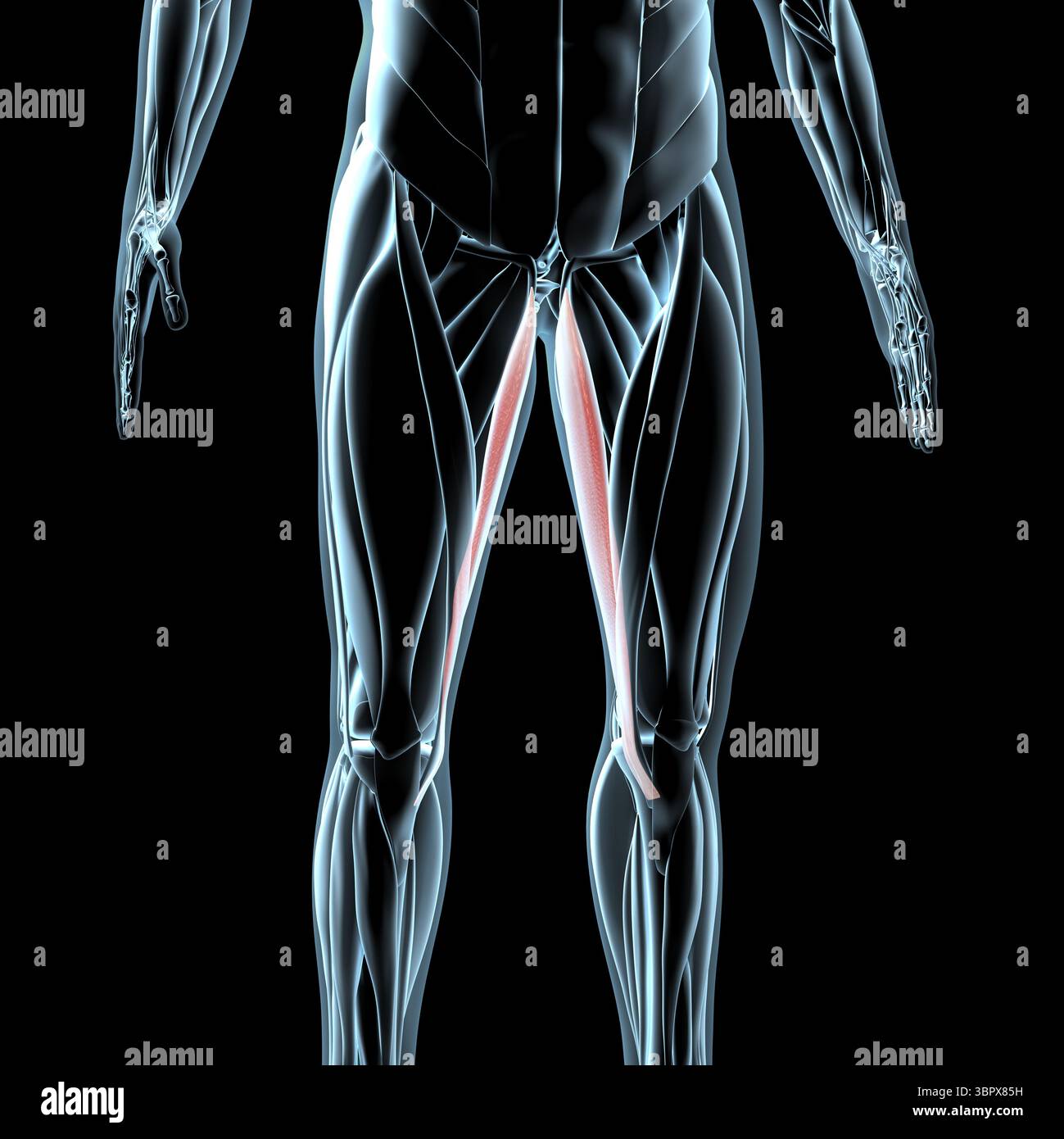 This 3d illustration shows a view of the gracilis muscles on xray ...