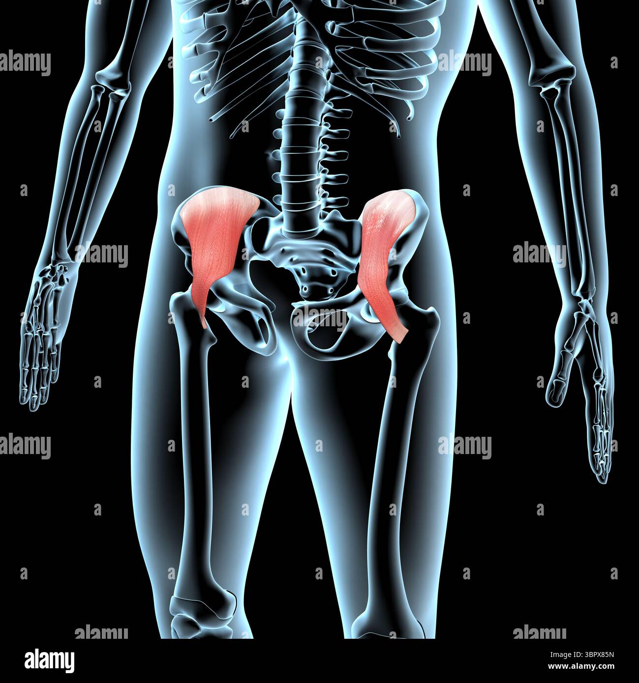 This 3d illustration shows the iliacus muscles anatomical position on ...