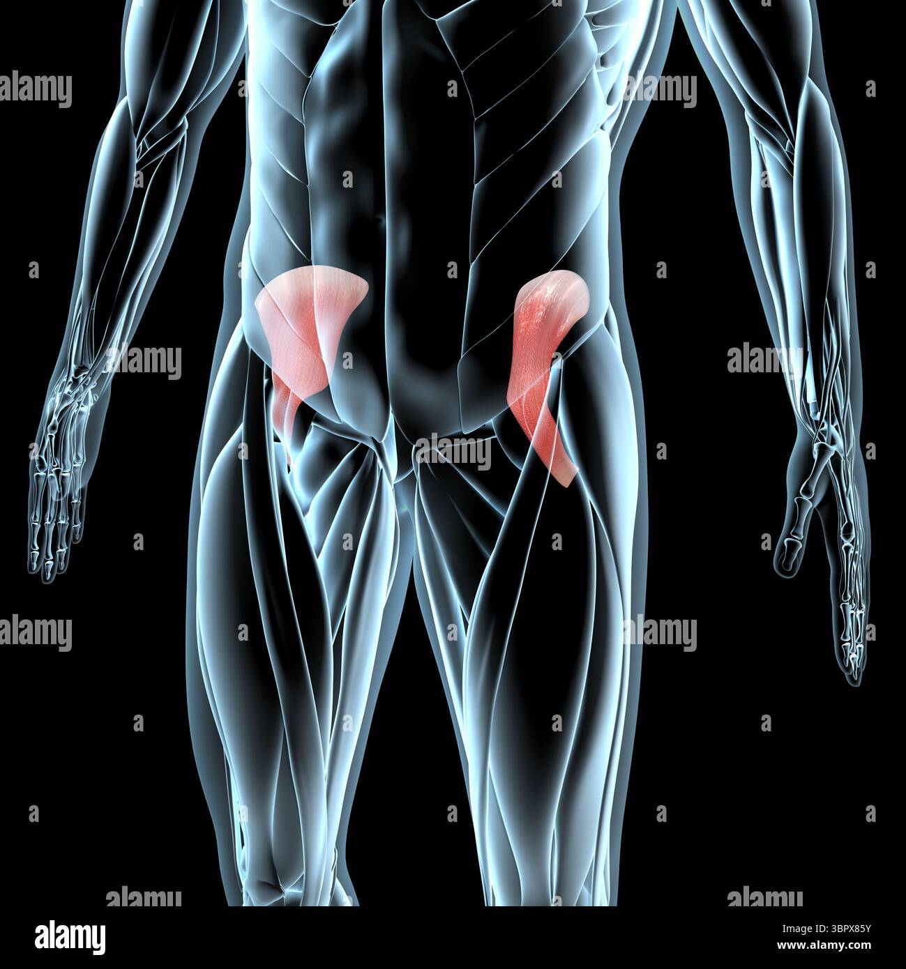 This 3d illustration shows a view of the iliacus muscles on xray ...