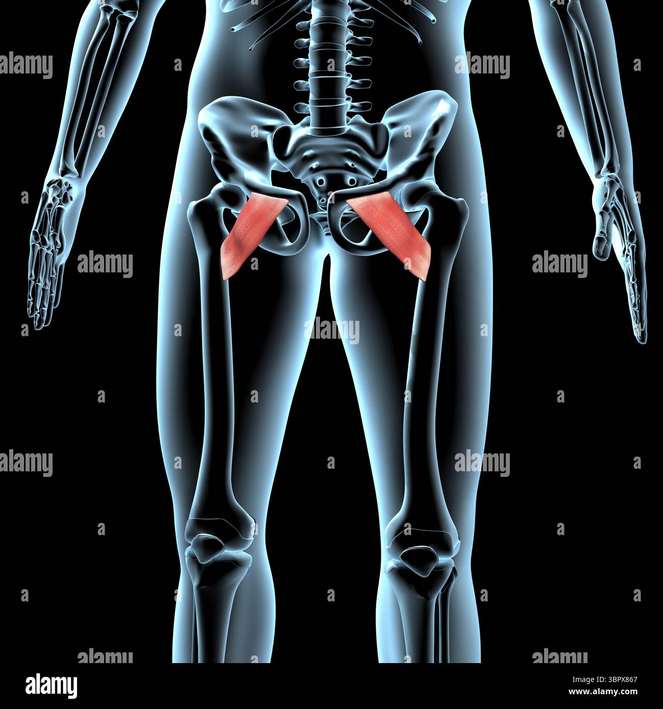 This 3d illustration shows the pectineus muscles anatomical position on ...