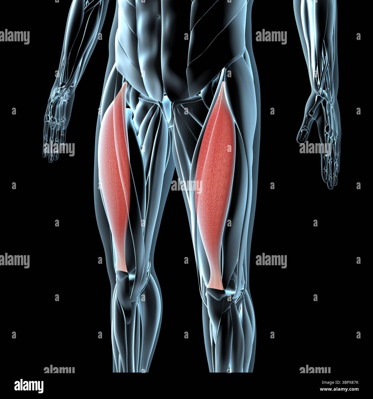 This 3d illustration shows a view of the rectus femoris muscles on xray ...