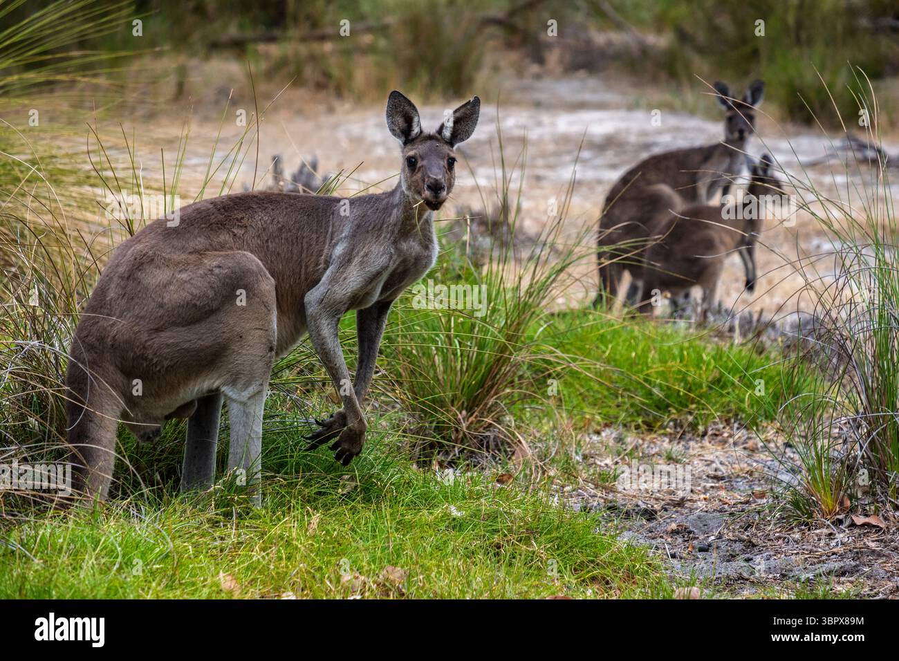 Australian animal reserve hi-res stock photography and images - Alamy