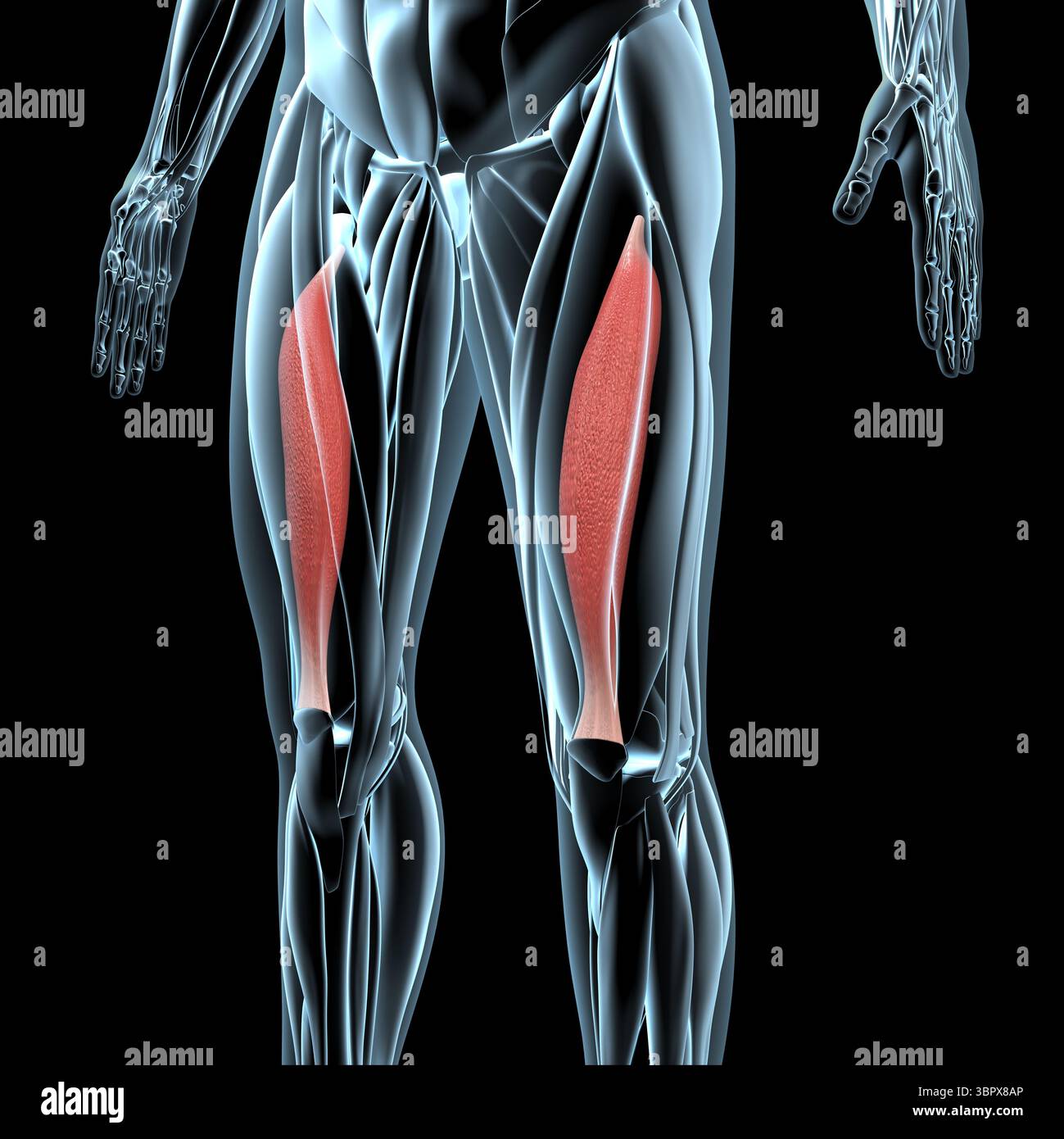 This 3d illustration shows a view of the vastus intermedius muscles on ...