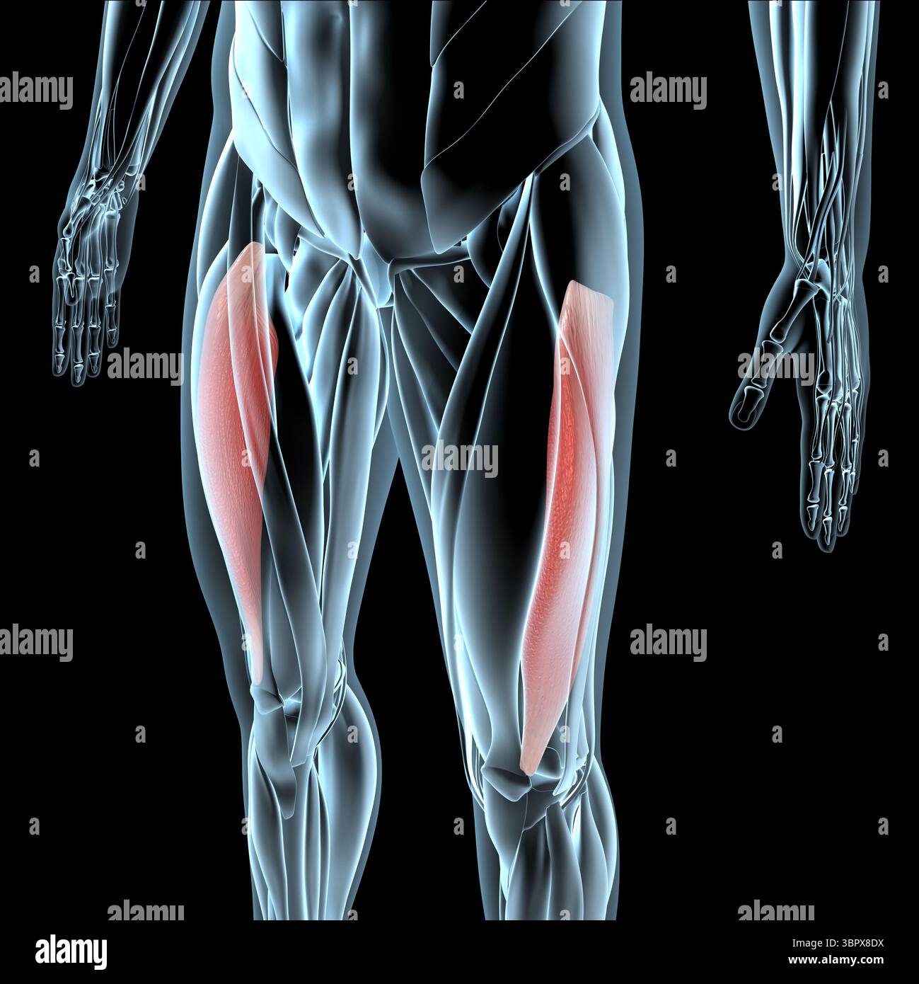 This 3d illustration shows a view of the vastus lateralis muscles on ...