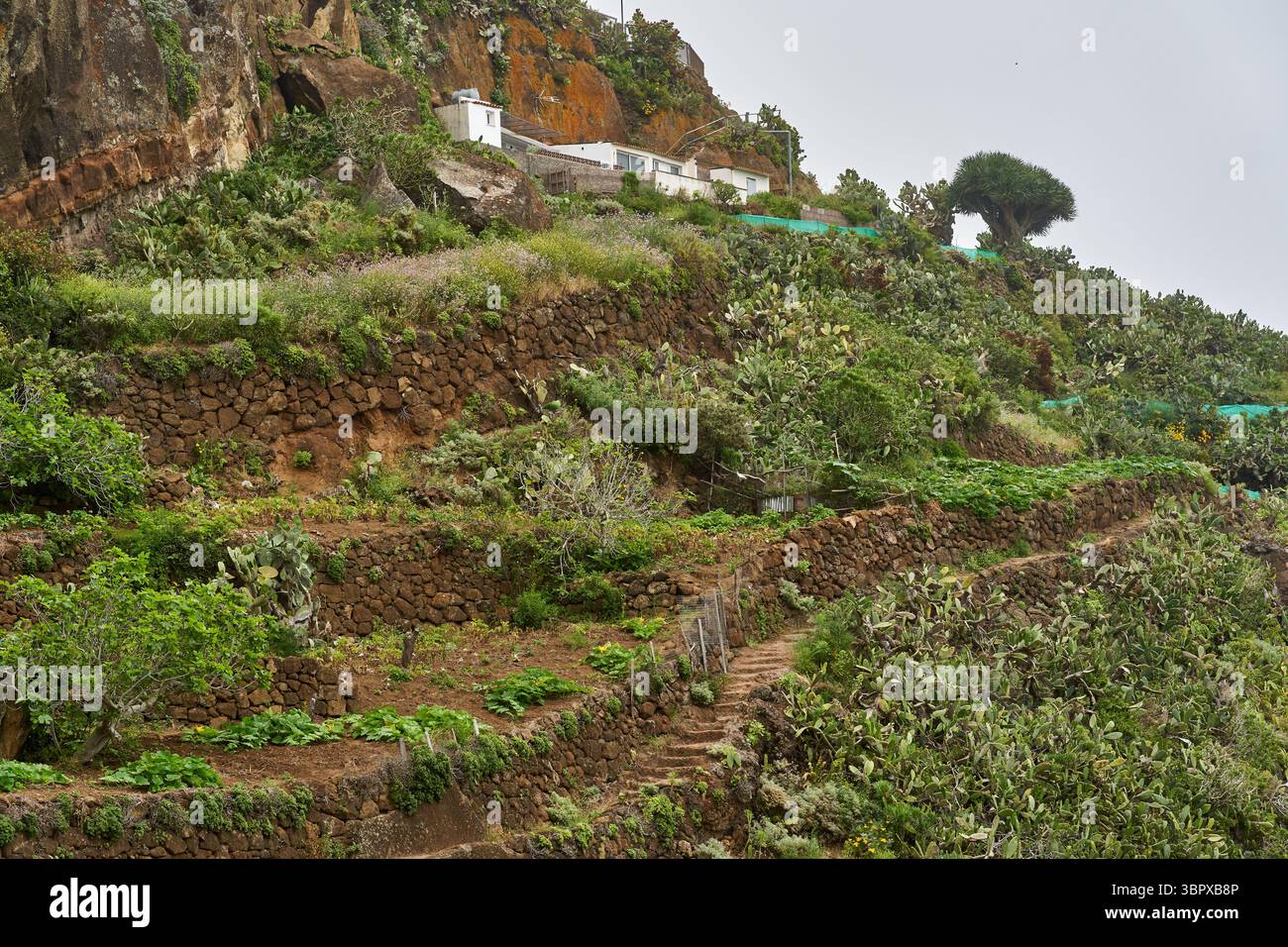 Traditional terrace fields near Chinamada in Tenerife used for ...