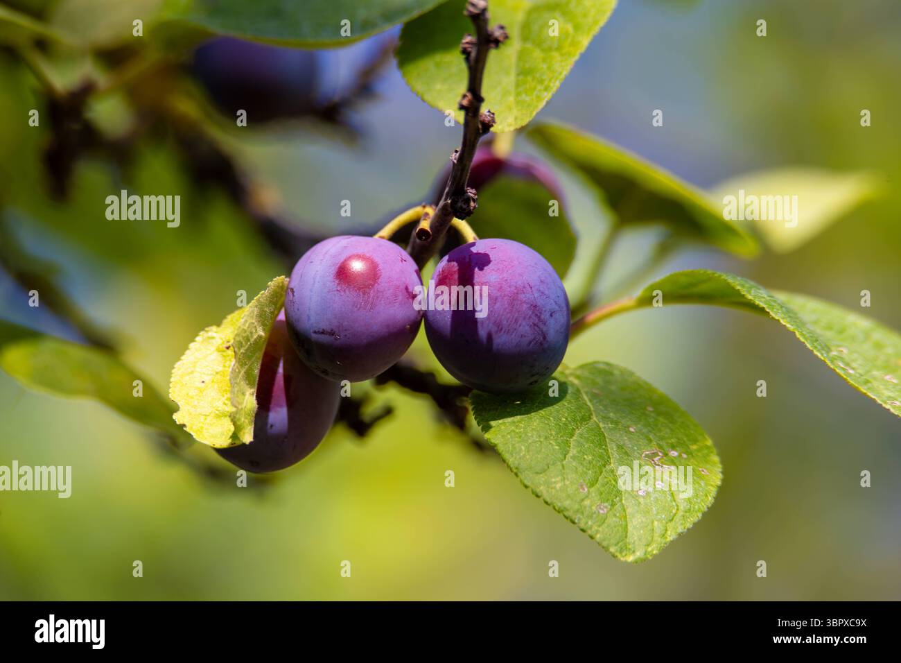 Reife Pflaumen am Baum im Garten *** Ripe plums on the tree in the ...
