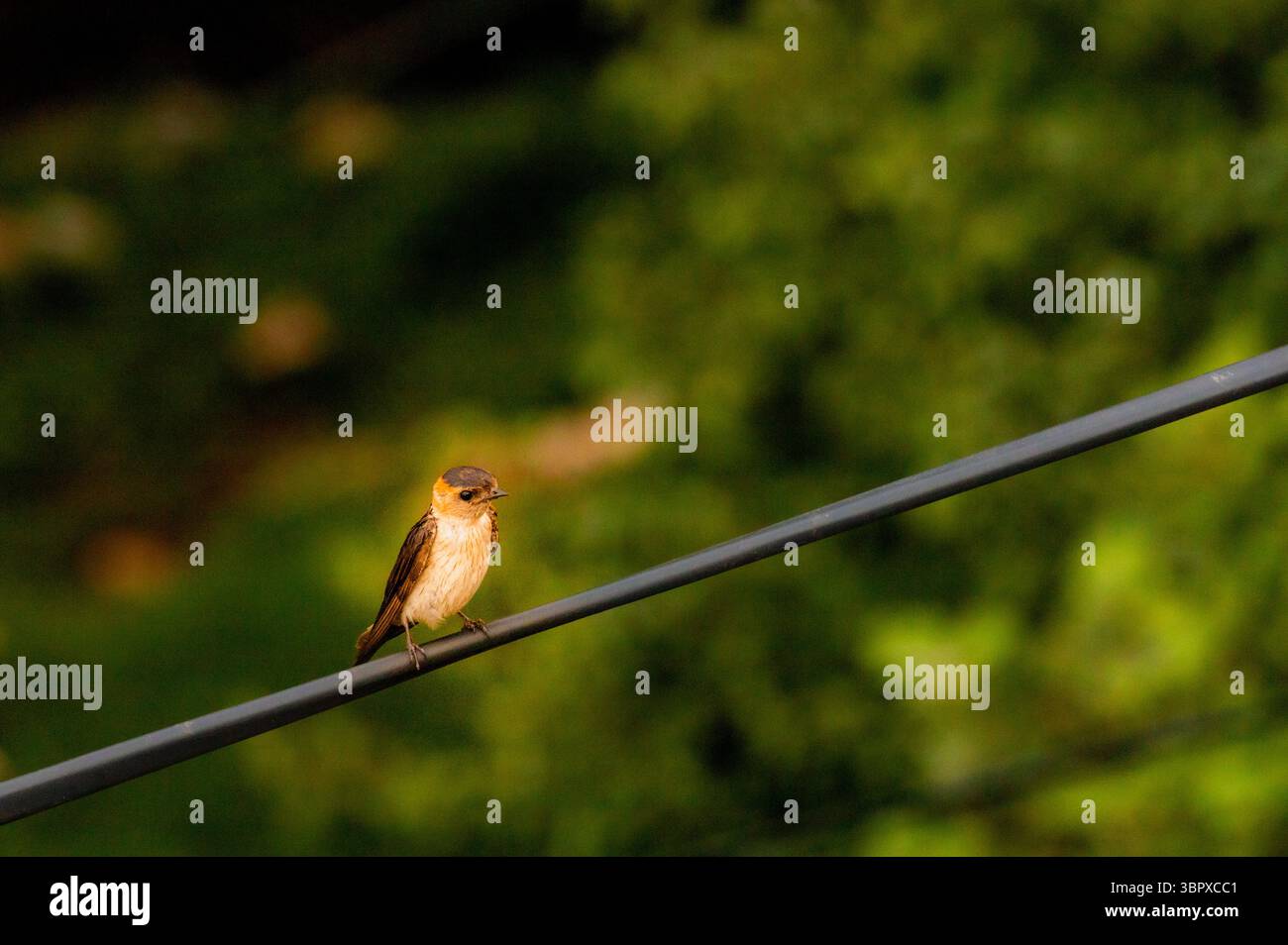 Mountain swallow perched on an electric wire, showcasing detailed ...