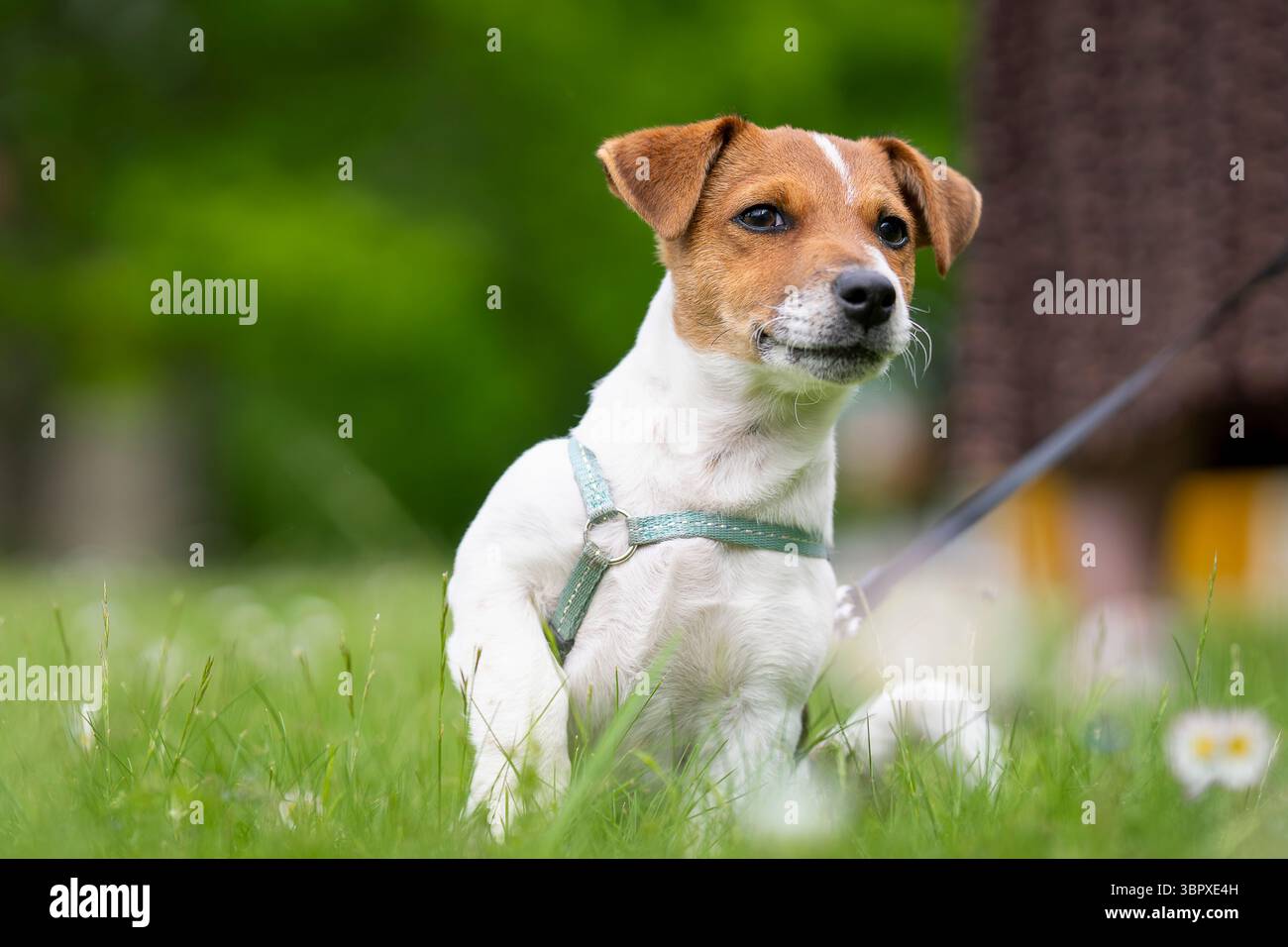 Jack Russell Park