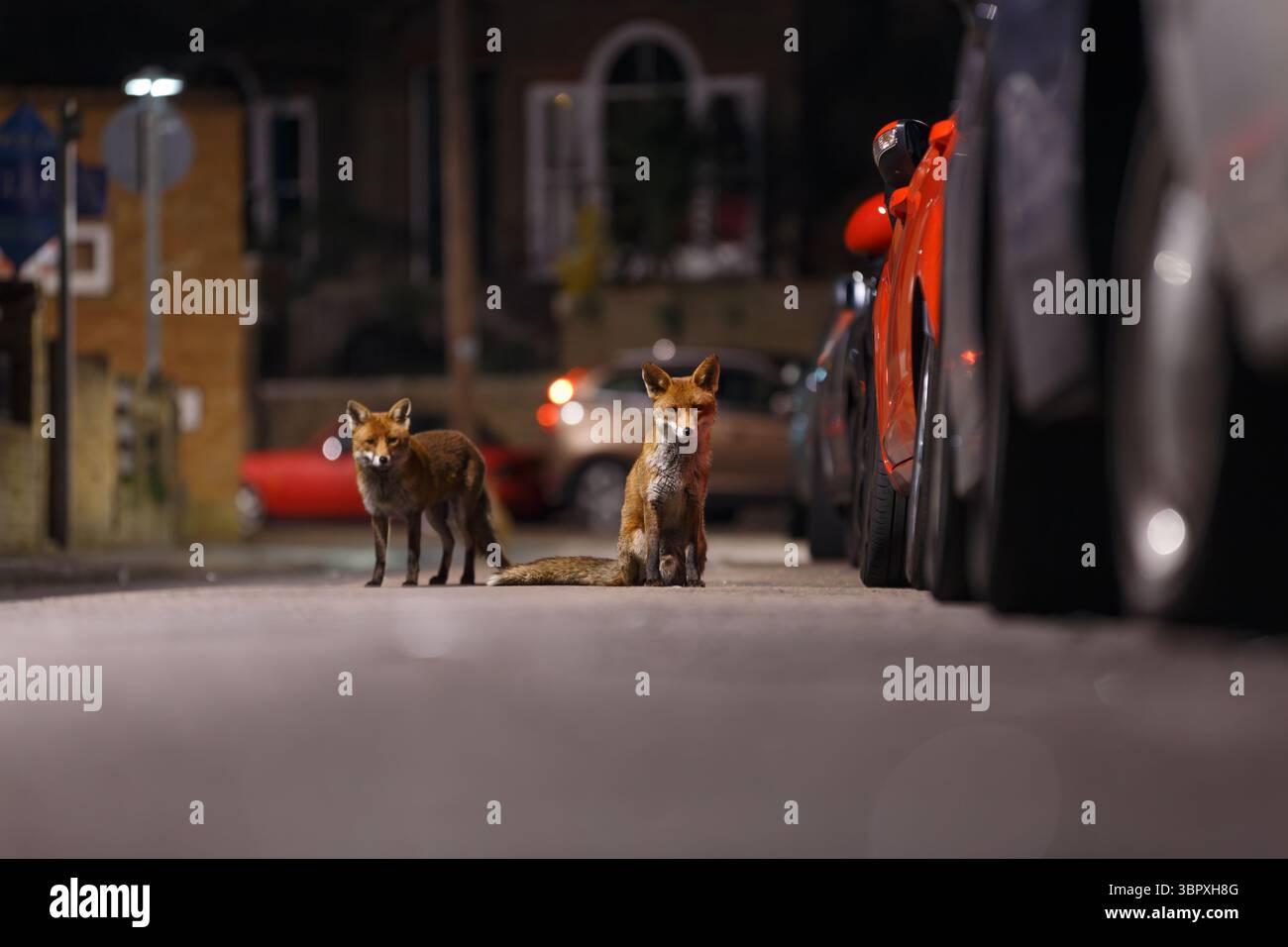 Urban foxes on quiet city street Stock Photo - Alamy