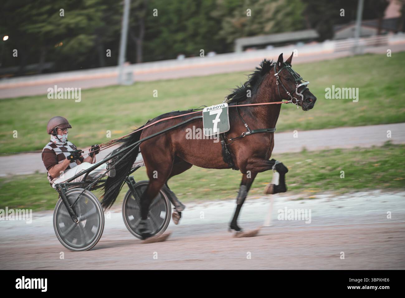 Padua, italy 8 july 2025, harness racing horse with jockey in action on ...