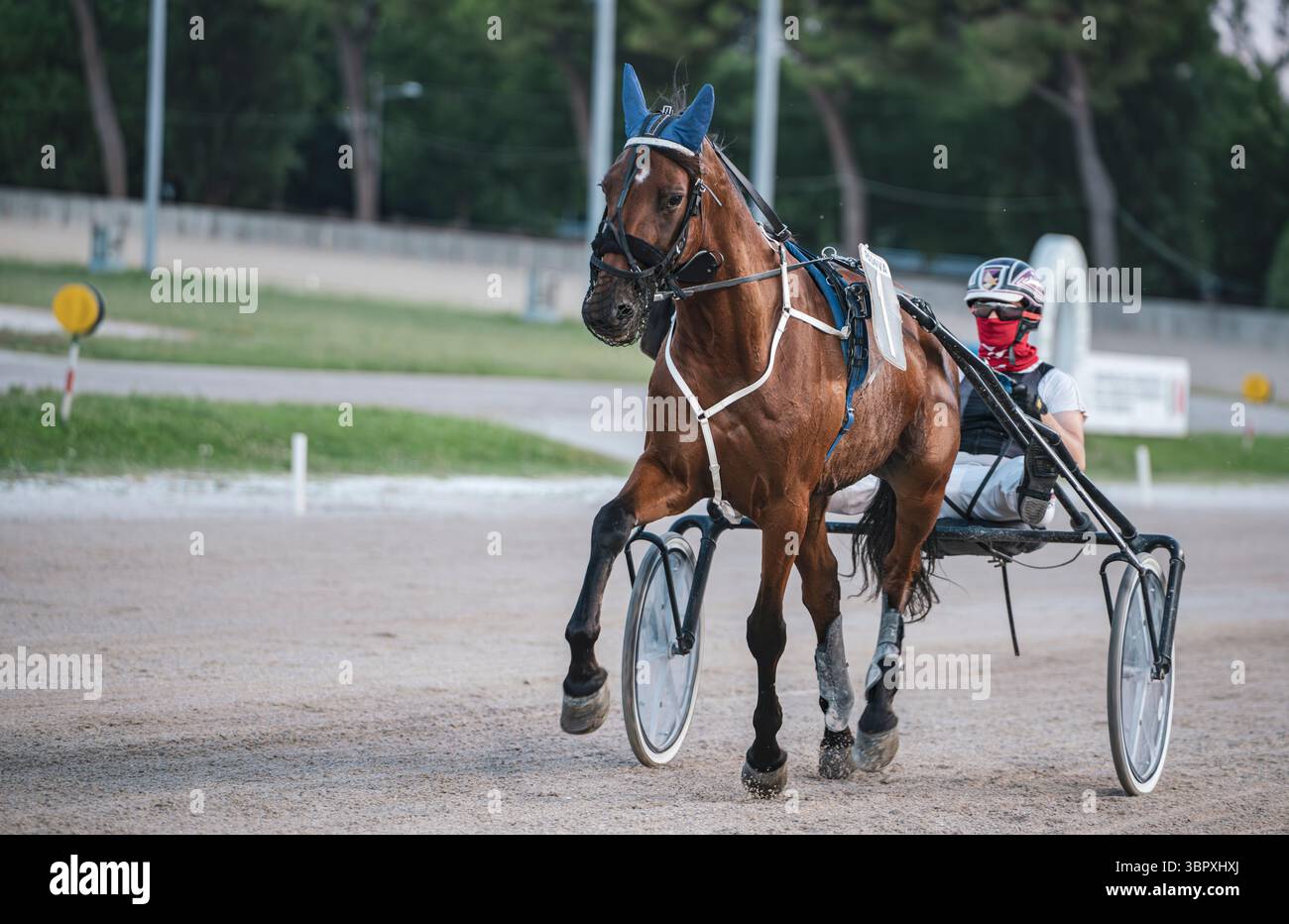Padua, italy 8 july 2025, harness racing horse in action, pulling a ...