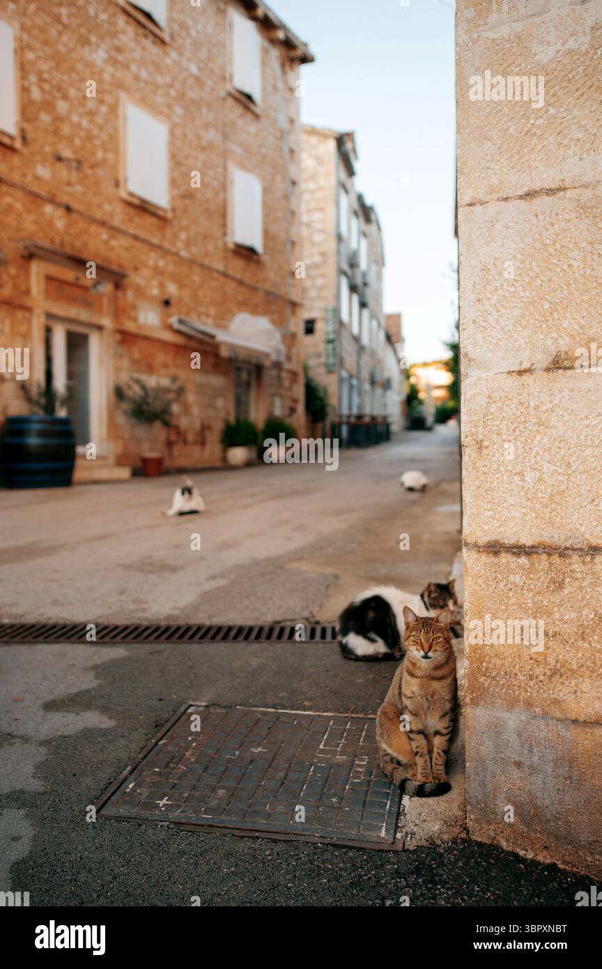 Four fluffy colored cats sitting and resting on narrow street in town ...
