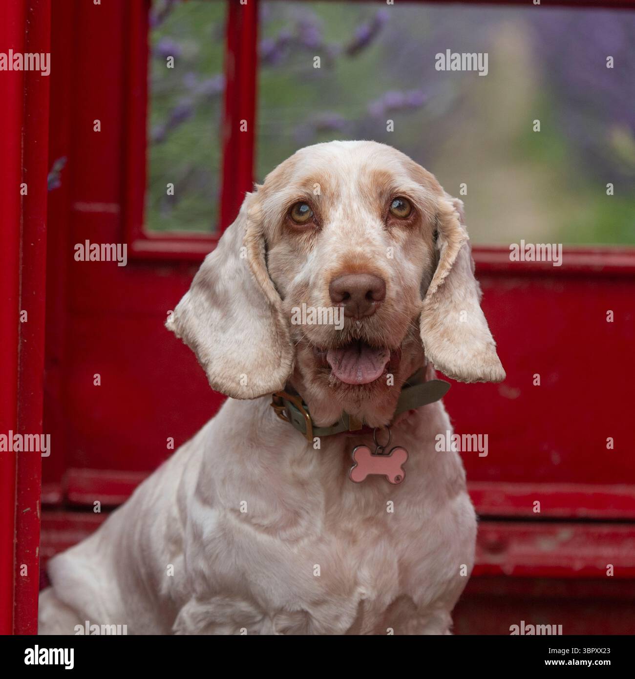 english cocker spaniel sitting in a red phone box Stock Photo - Alamy