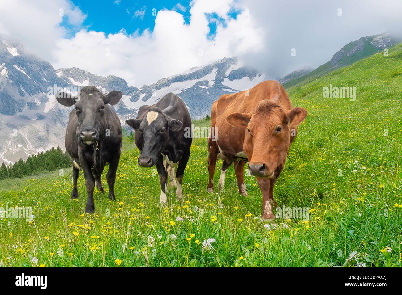 Three alpine cows standing hi-res stock photography and images - Alamy