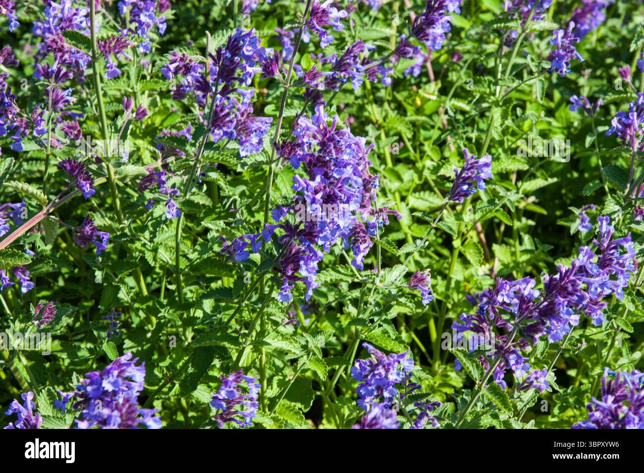 Violet flowers. Nepeta racemosa, dwarf catnip flower. Completely floral ...