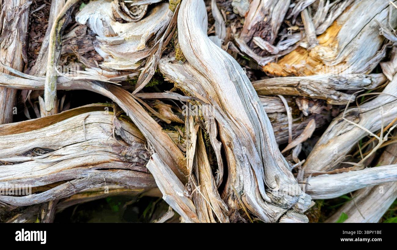 Gnarled old tree trunks and exposed tree roots in natural brown tones ...