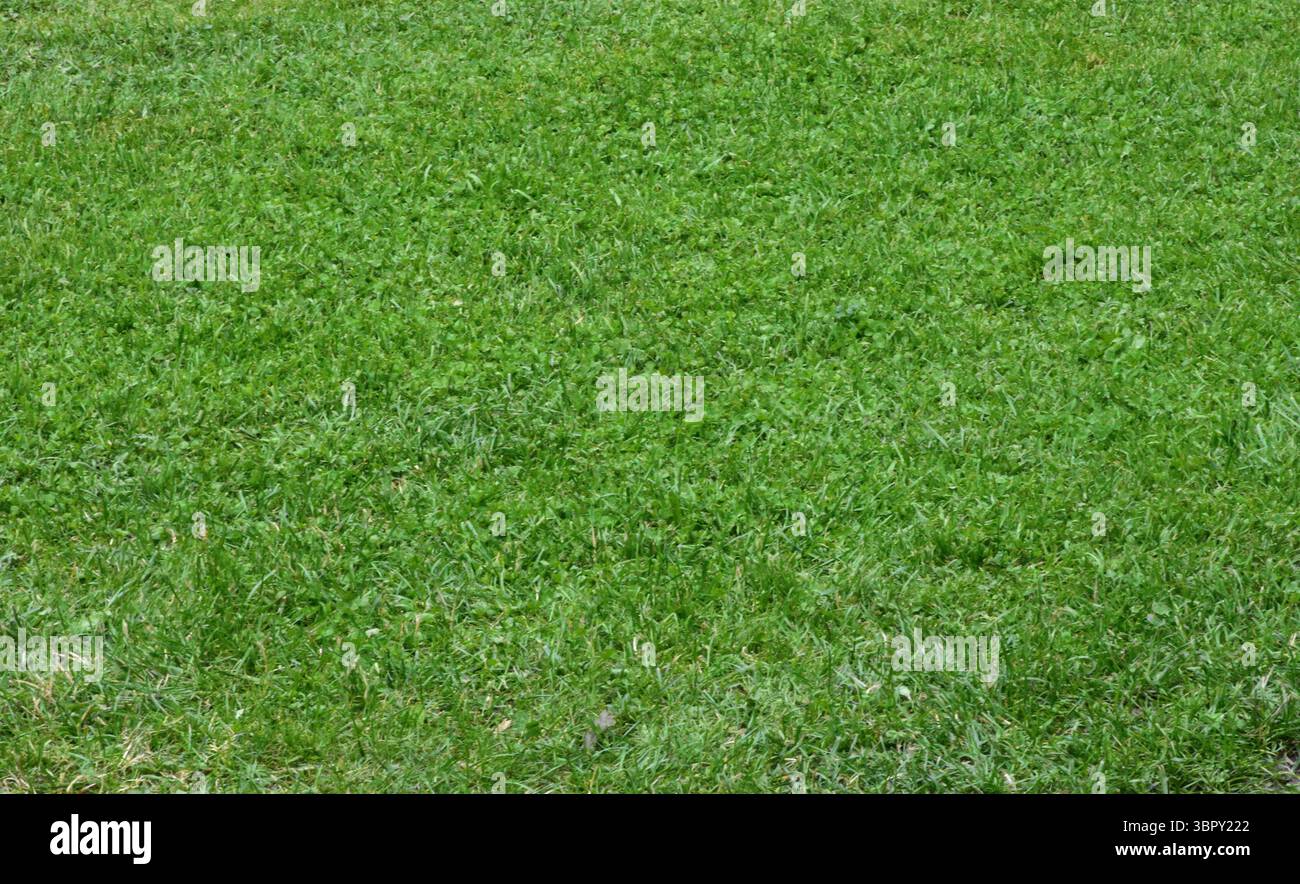 Vibrant green grass lawn close-up view, showing fine texture and fresh ...
