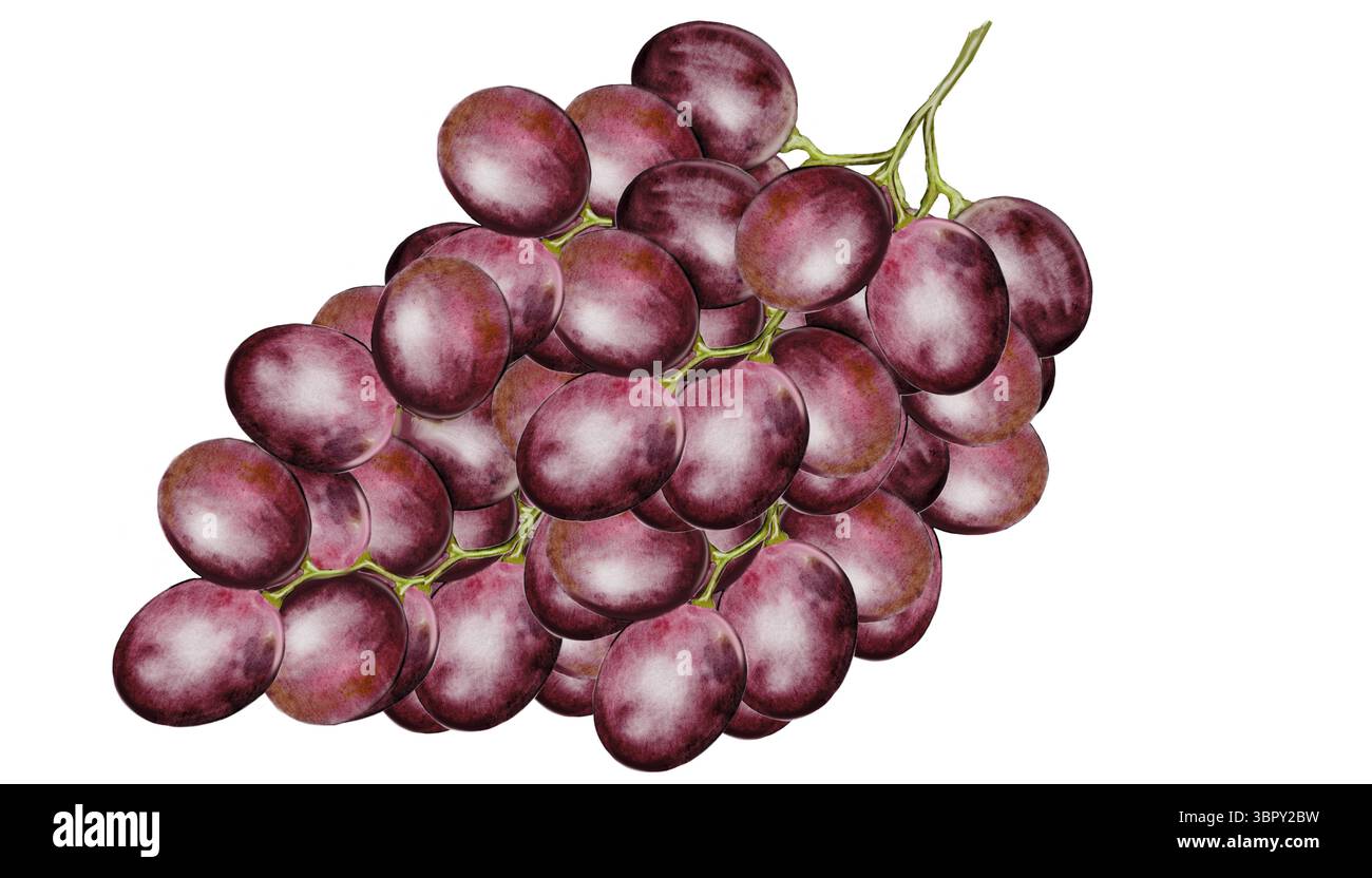 Grapes watercolor. Hand drawn brush drawing of grape vine. Clip art of ...