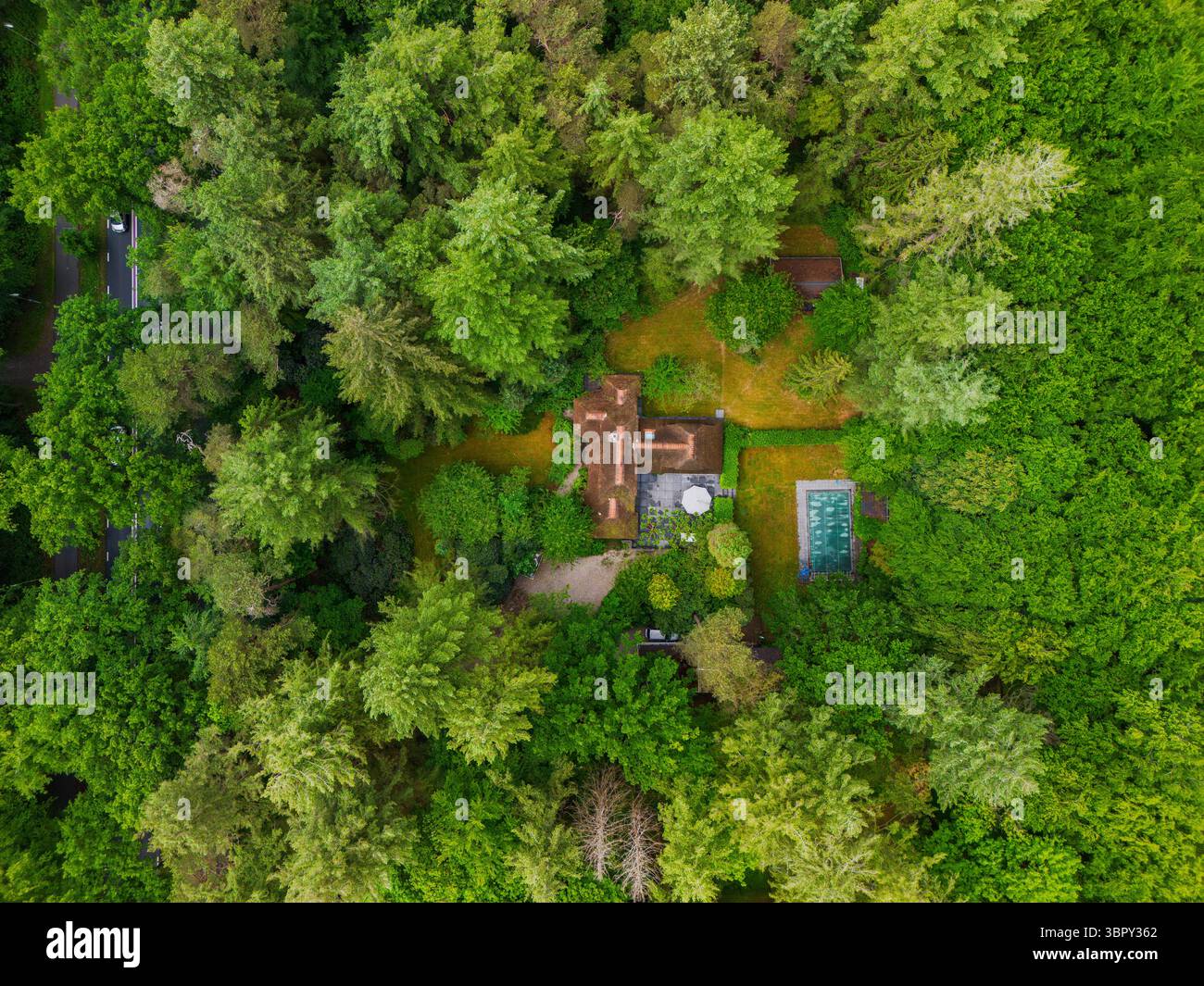 A peaceful house hidden deep in the forest, surrounded by lush green ...