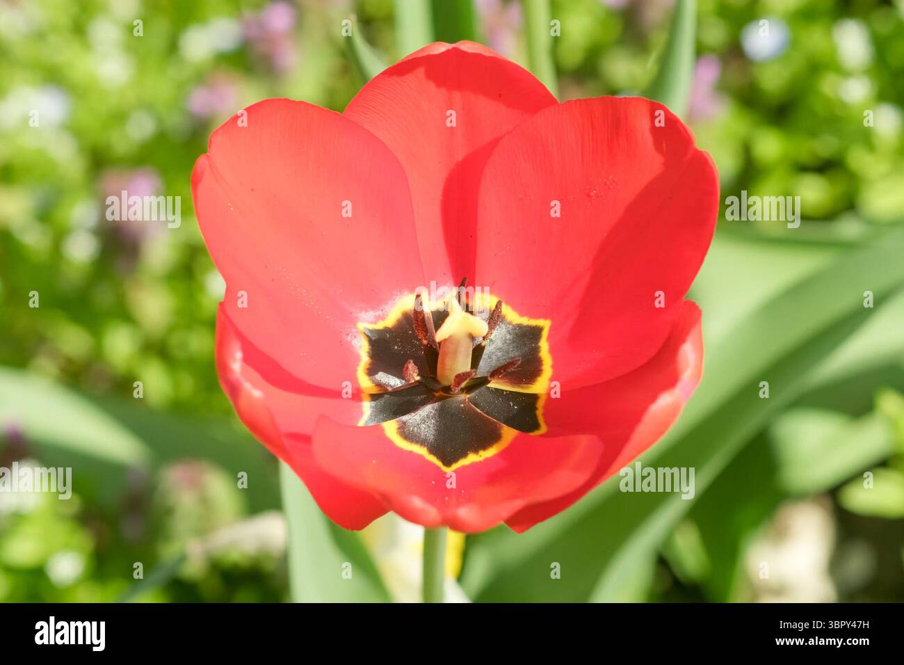 Spring flower red tulip in the garden. Large open flower. Top view ...
