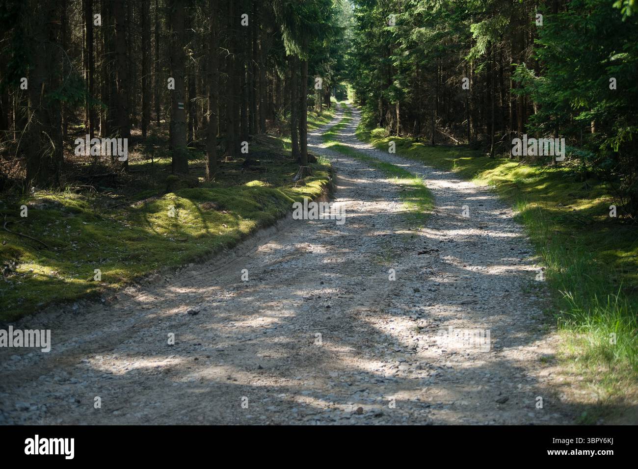 Tall pine trees create hi-res stock photography and images - Alamy