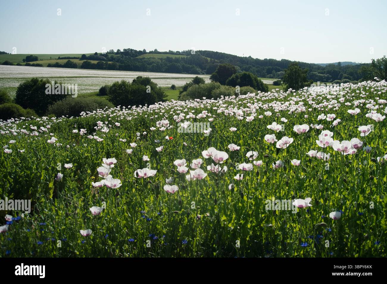 Meadow poppies under blue hi-res stock photography and images - Alamy