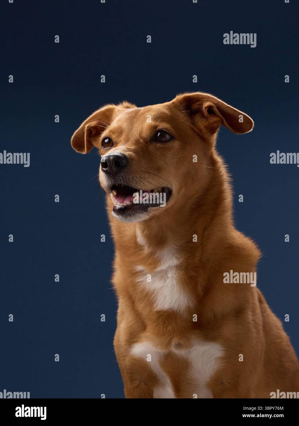 A dog lifts its head with ears up, shot from the side. The frame is ...