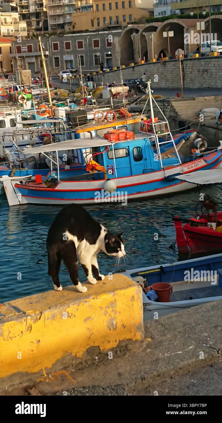 Heraklion, Crete, Greece – April 22, 2022: A tense black and white cat ...